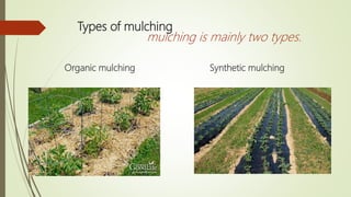 mulching and its types | PPTX