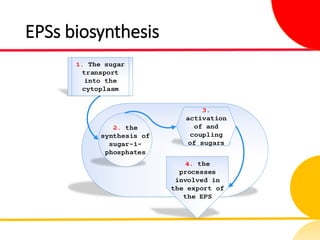 Production of Exopolysaccharides | PDF