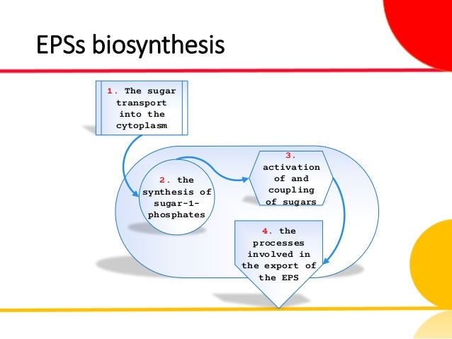 Production of Exopolysaccharides