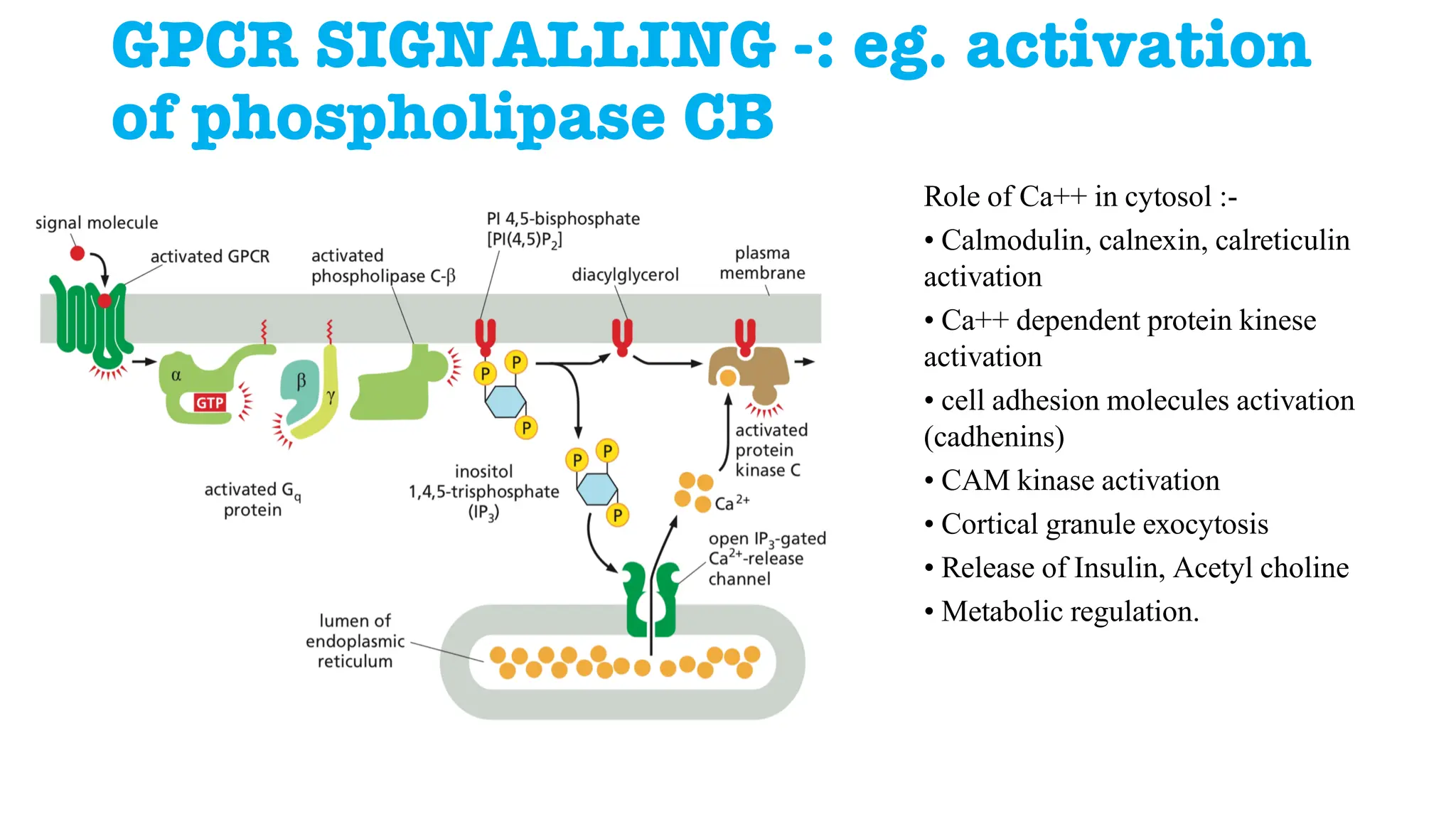 Slide on mechanism of hormone action(endocrinology) | PDF