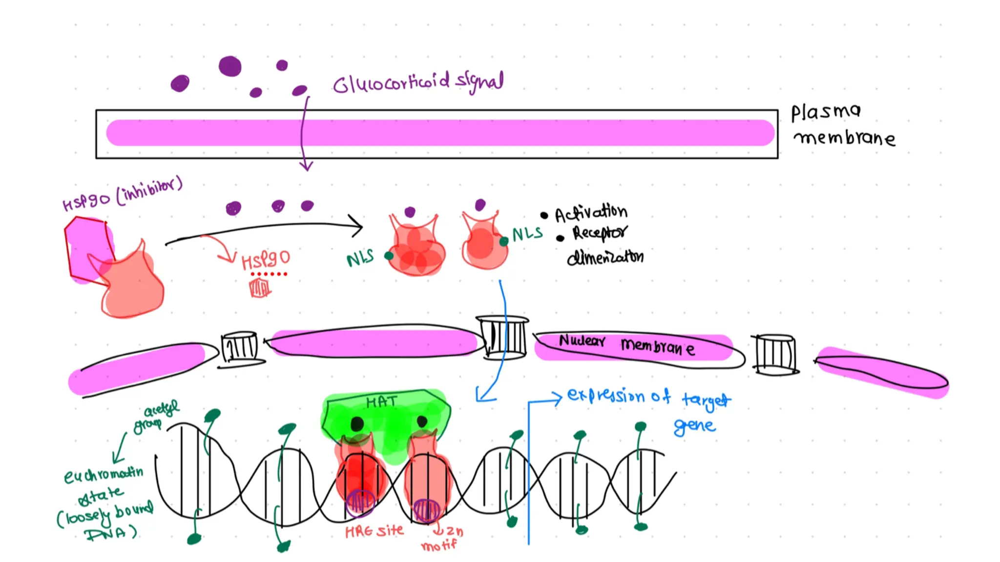 Slide on mechanism of hormone action(endocrinology) | PDF