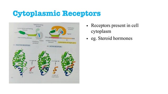 Slide on mechanism of hormone action(endocrinology) | PPT