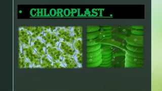 Chloroplast and its different types …….. | PPTX