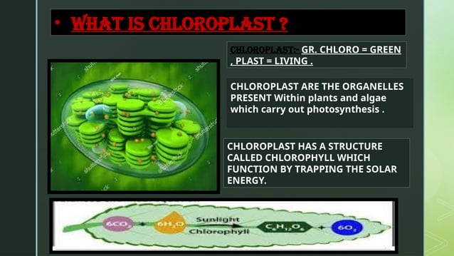 Chloroplast and its different types …….. | PPTX
