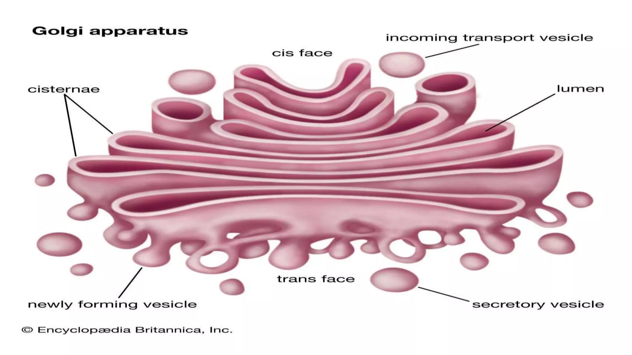 Golgi Apparatus ppt | PPTX