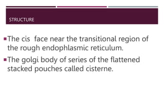 Golgi Apparatus ppt | PPTX