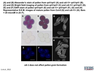 Cdi gene in pollen germination | PPT