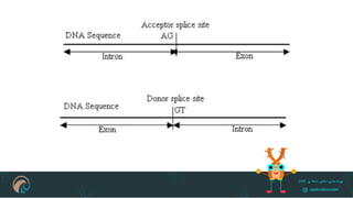 DNA Splice site prediction | PPSX