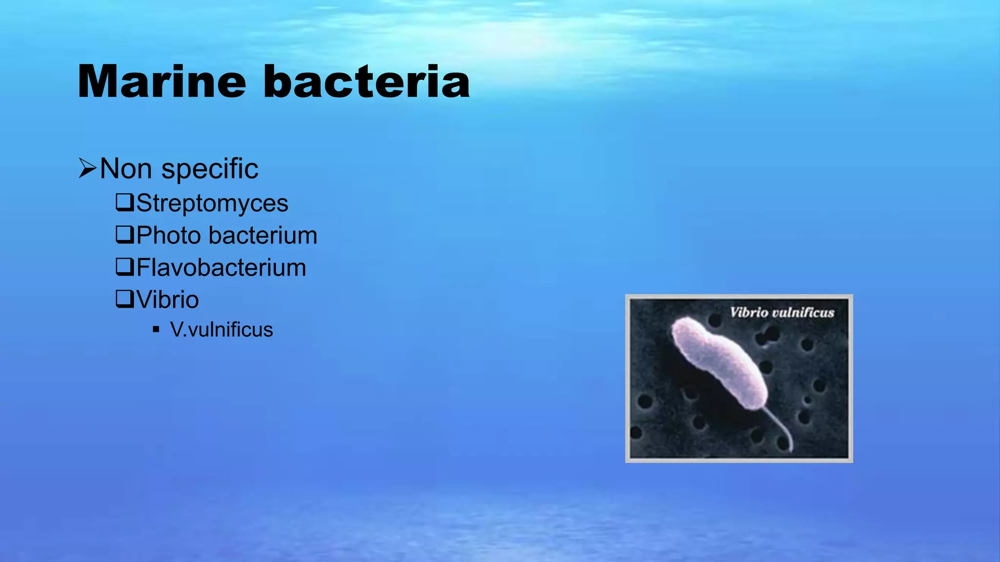 marine water microbes | PPTX