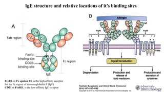 Structural basis of omalizumab therapy and omalizumab-mediated IgE exchange | PPTX | Allergies ...