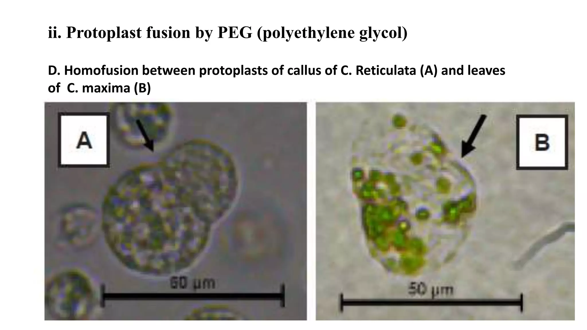 protoplast fusion between Indonesian citrus maxima and citrus ...