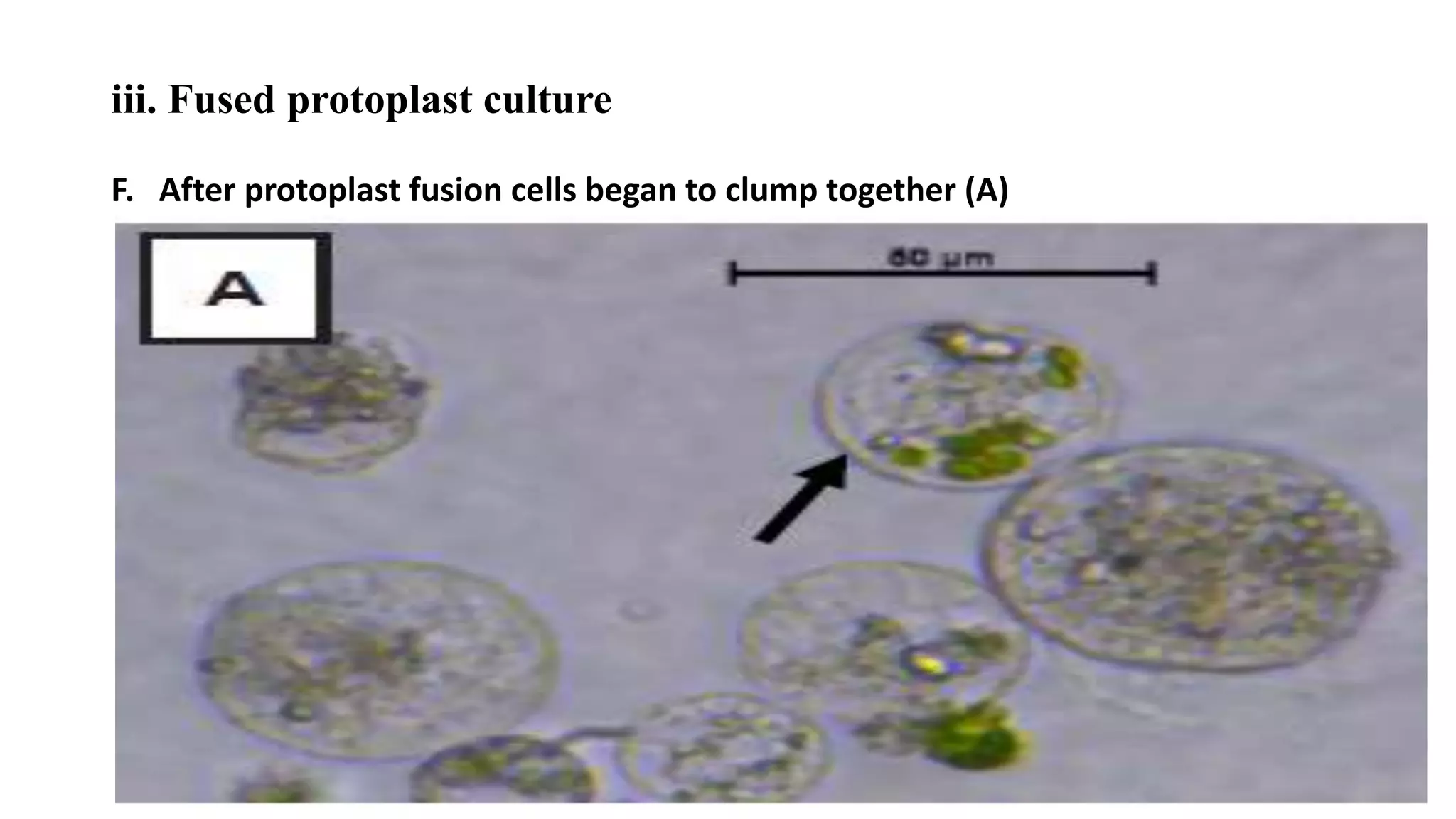 protoplast fusion between Indonesian citrus maxima and citrus ...