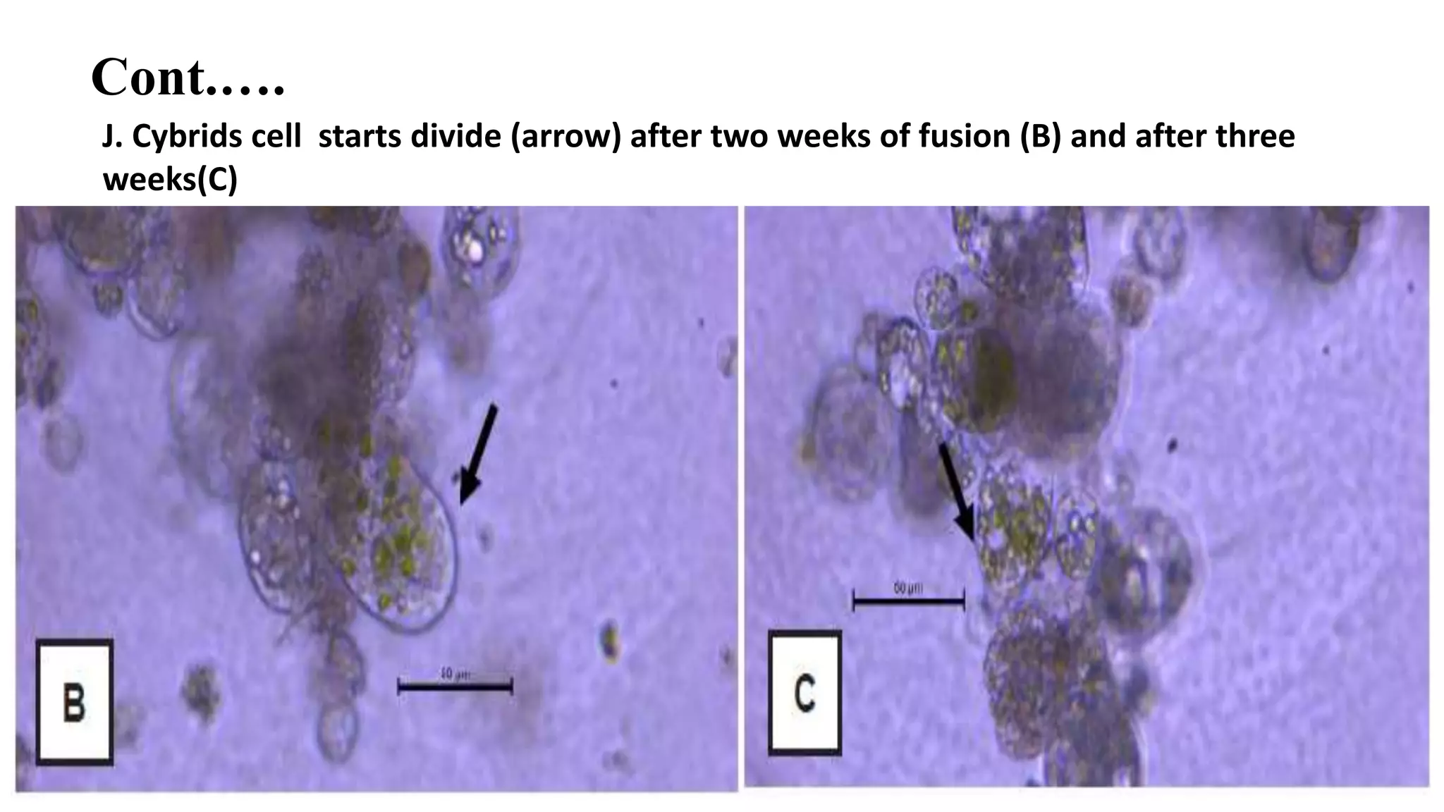 protoplast fusion between Indonesian citrus maxima and citrus ...