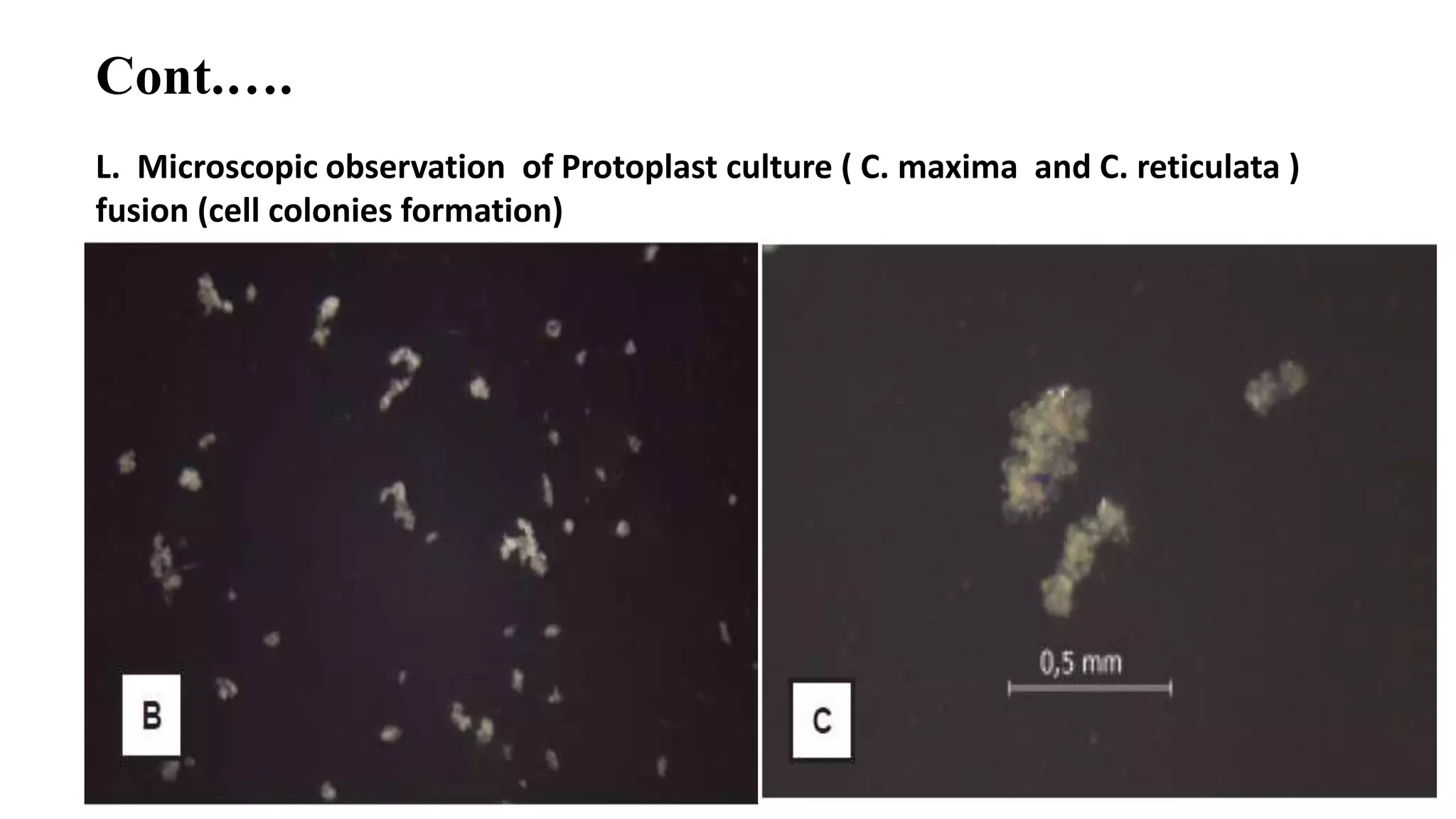 protoplast fusion between Indonesian citrus maxima and citrus ...