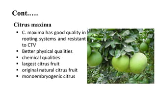 protoplast fusion between Indonesian citrus maxima and citrus ...
