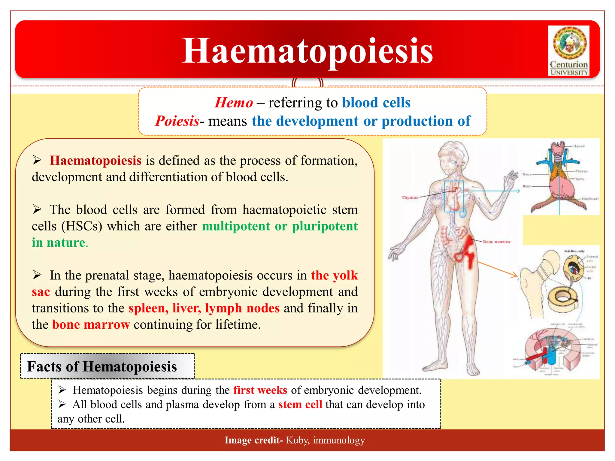 Hematopoiesis | PDF