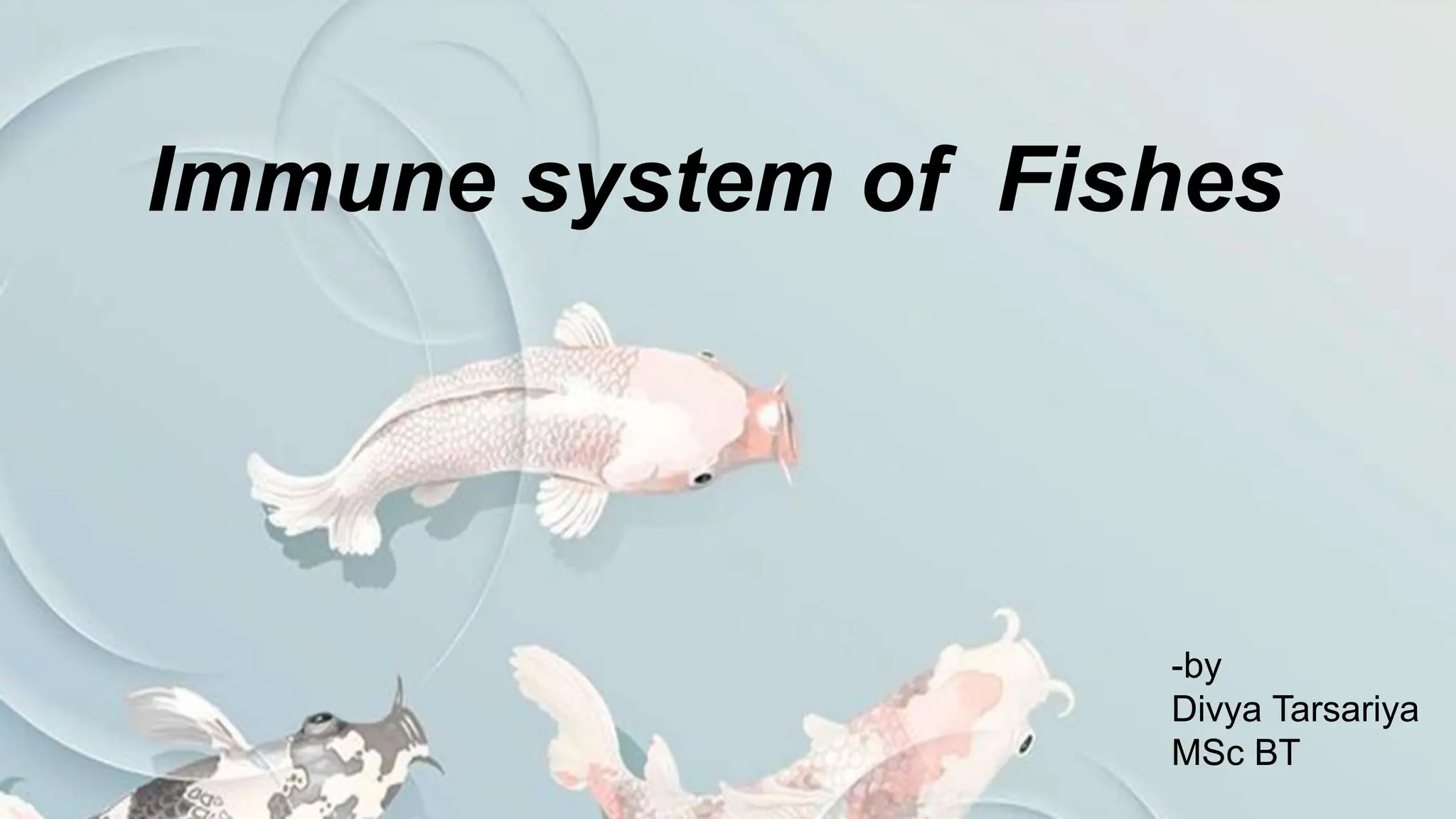 Fish Immune system by Divya Tarsariya Presentation (12).pptx