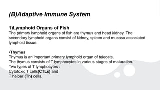 Fish Immune system by Divya Tarsariya Presentation (12).pptx