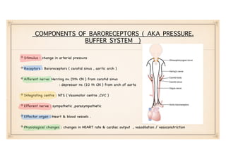 SHORT TERM REGULATION OF BLOOD PRESSURE and it's effect | PDF