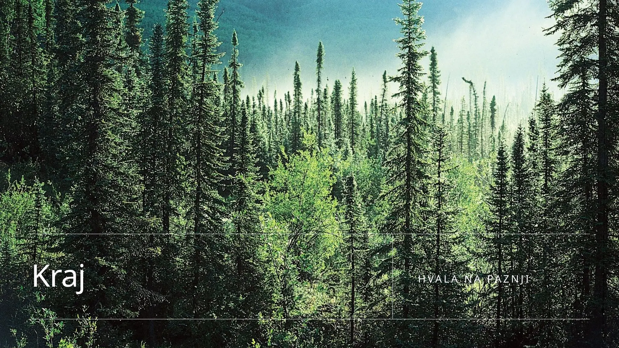 Tajge (opis, jedinstvene karakteristike,biljke,zivotinje) | PPTX