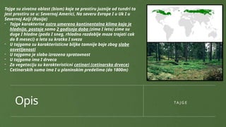 Tajge (opis, jedinstvene karakteristike,biljke,zivotinje) | PPT