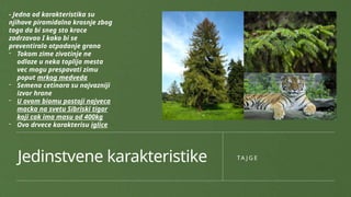 Tajge (opis, jedinstvene karakteristike,biljke,zivotinje) | PPT