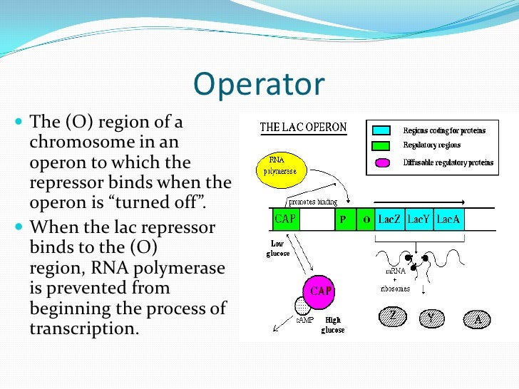 Presentation 12 5 Bio
