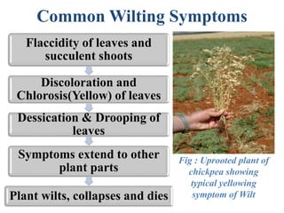 Wilt of Chickpea, Lentil and Arhar | PPTX
