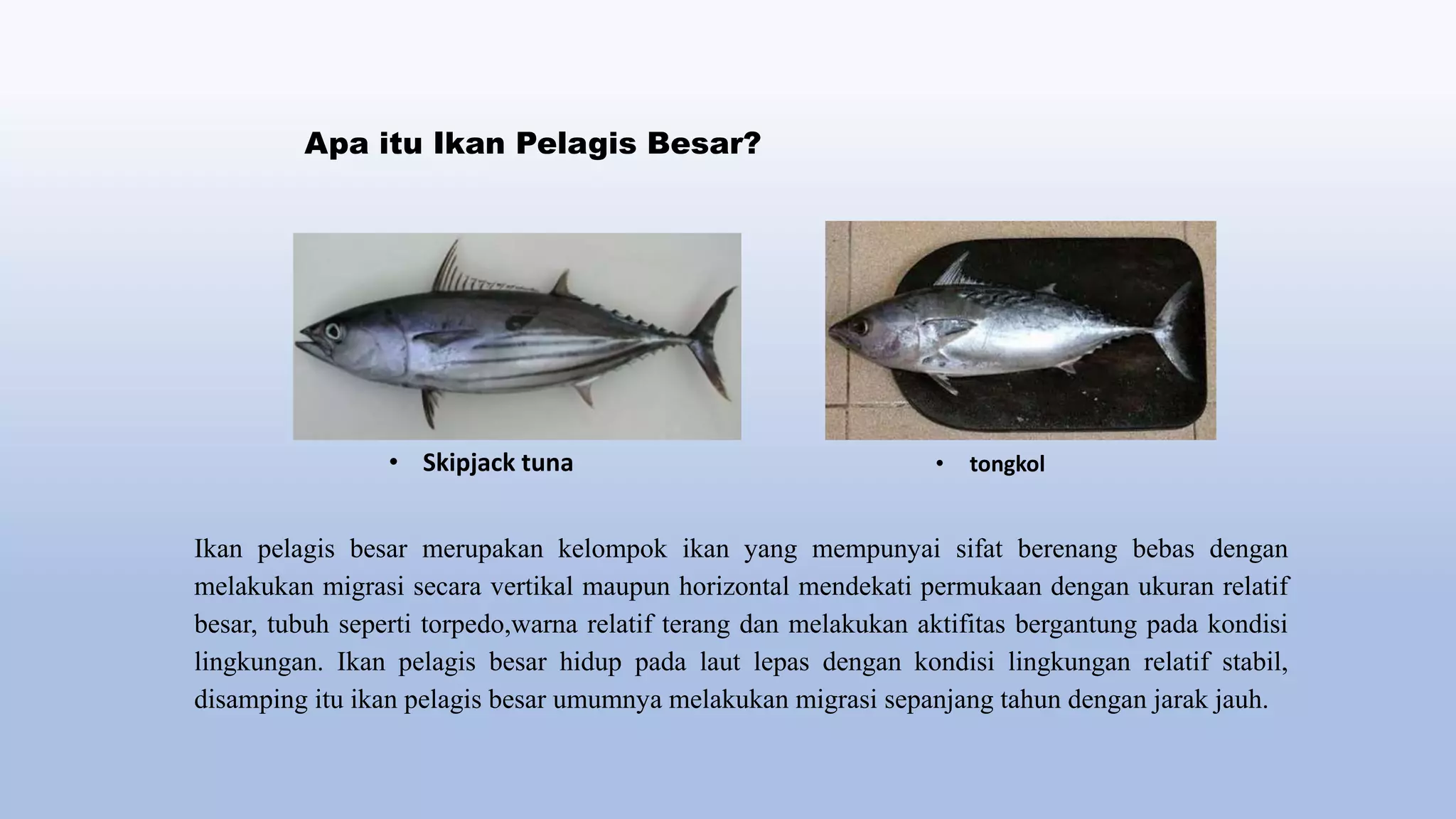 Hubungan Suhu dan pelagis besar | PPTX