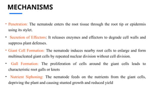 Nematode : Root knot of brinjal ( Meloidogyne incognita) | PPTX