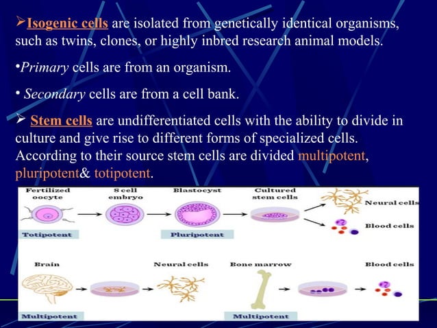 TISSUE ENGINEERING | PPT | Biological Sciences | Science