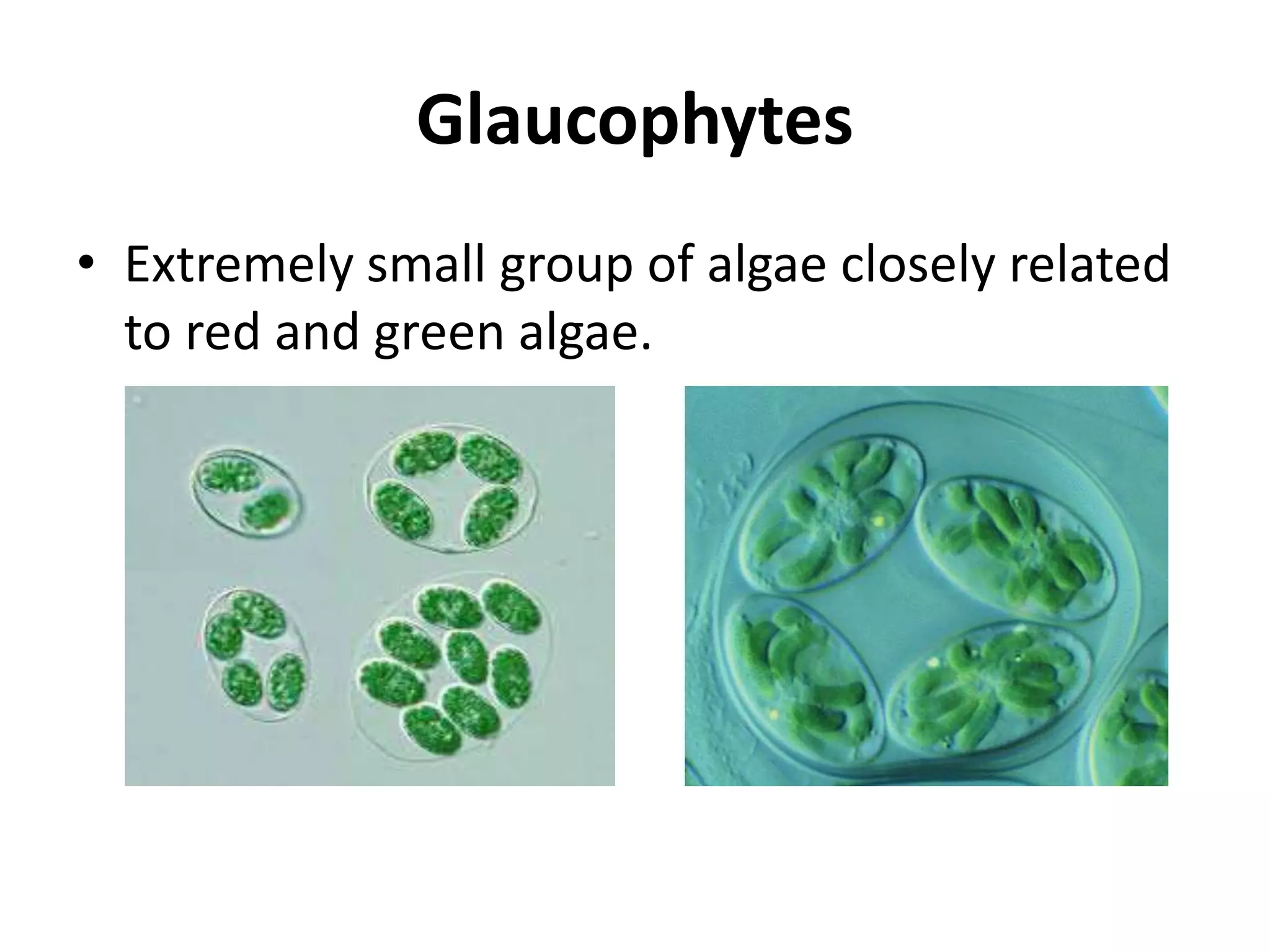 Isolation Of Micro Algae From Fresh Water Pptx