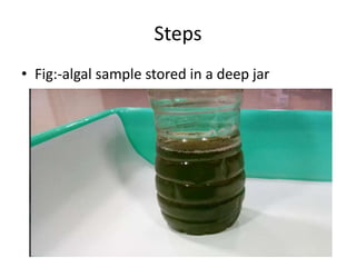 isolation of micro algae from fresh water | PPTX