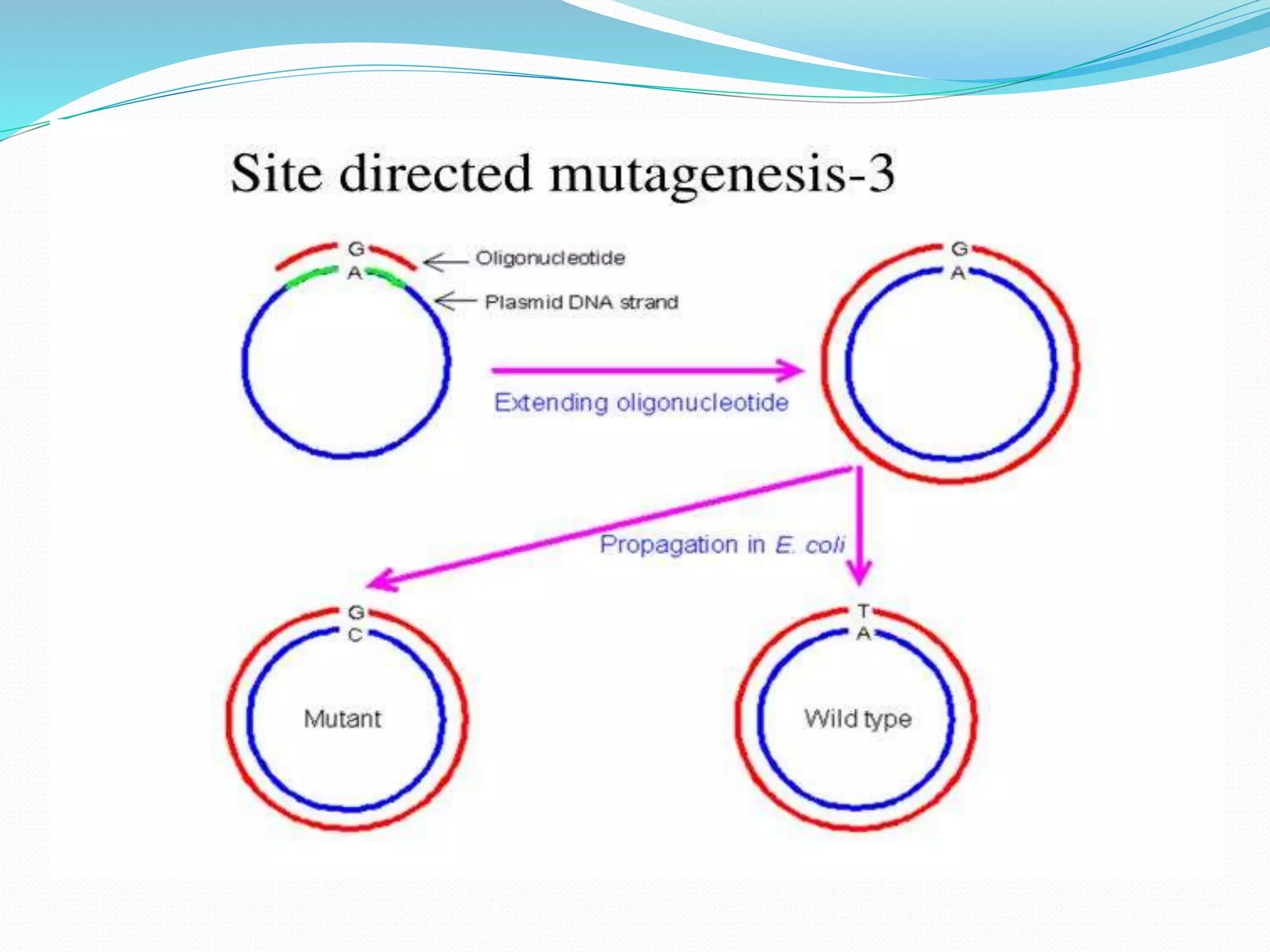 mutagenesis | PPTX