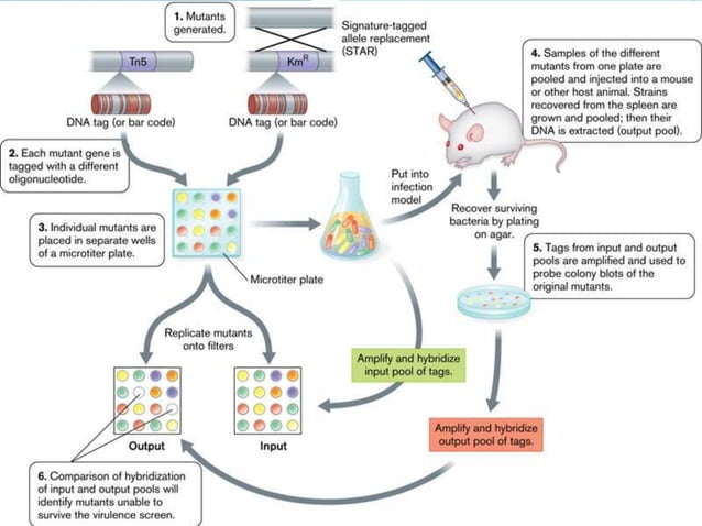 mutagenesis | PPTX | Chemistry | Science