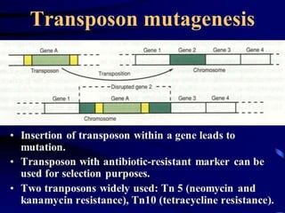 mutagenesis | PPTX