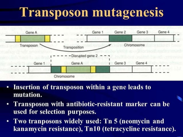 mutagenesis | PPTX | Chemistry | Science
