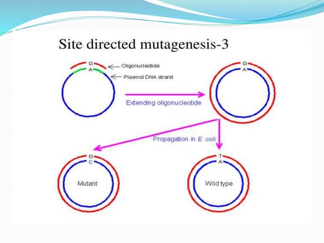 mutagenesis | PPTX | Chemistry | Science