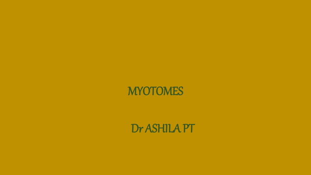 MYOTOMES | PPTX