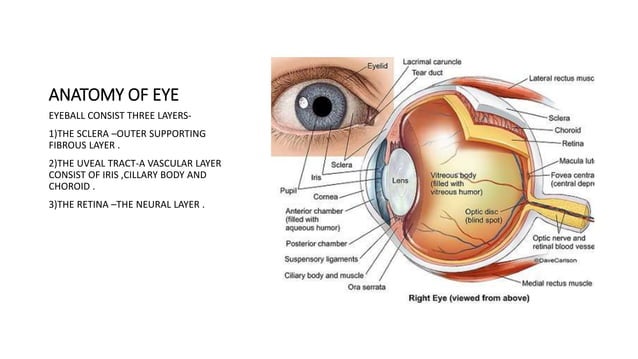 APPROACH TO RED EYE -DIAGNOSIS AND TREATMENT | PPTX | Eye and Vision ...