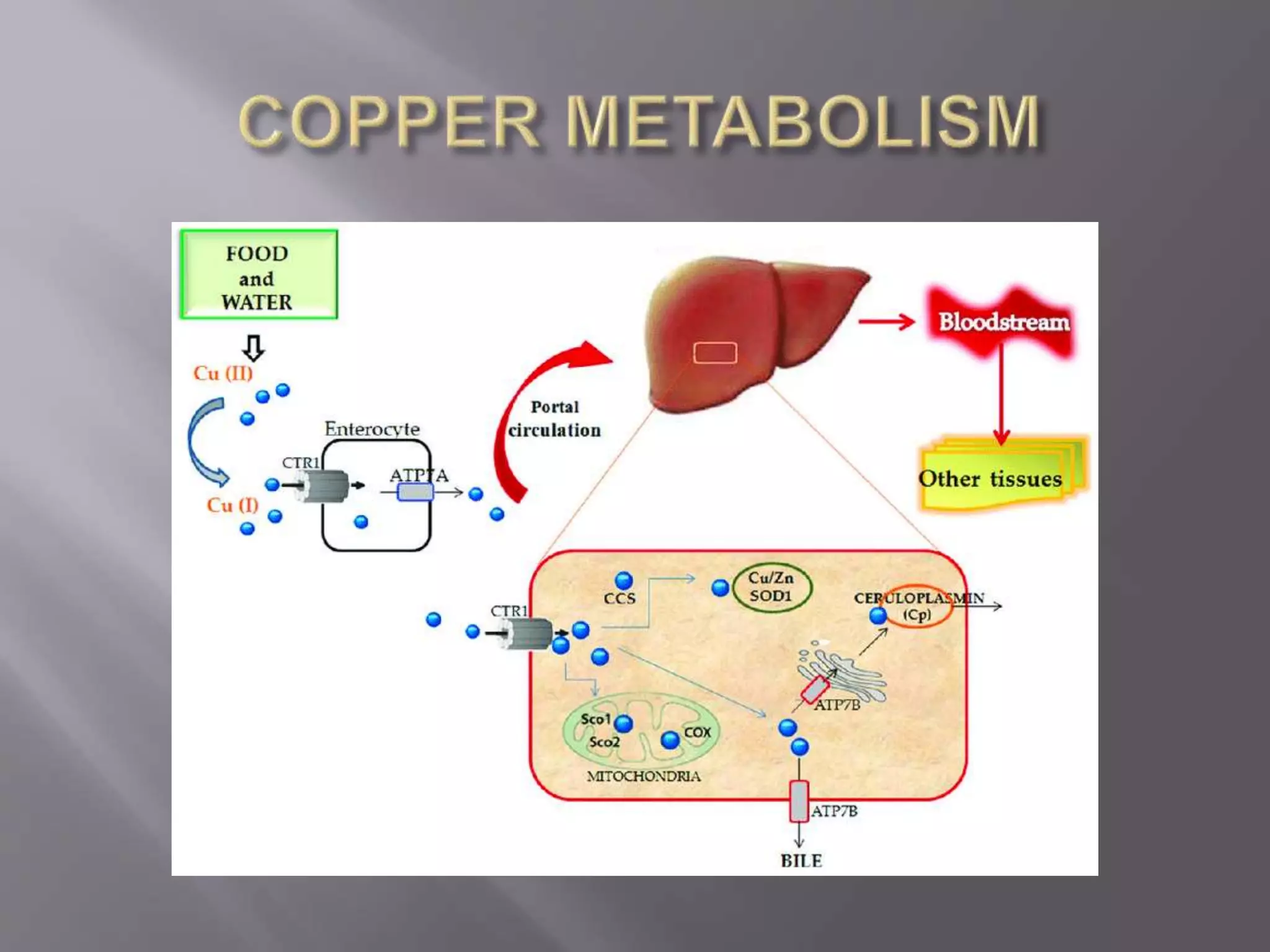 bioinorganic chemistry of copper | PPTX