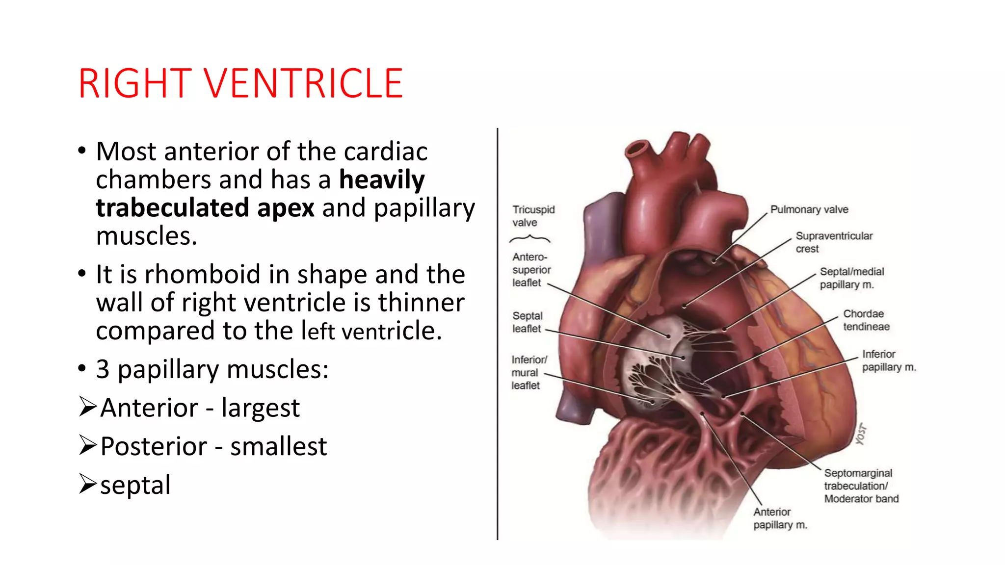 Cardiac anatomy and imaging techniques | PPTX