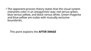 Comprehensive Overview of Color Vision: Anatomy, Physiology, Theories ...