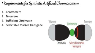 Artificial Chromosome construction and it's uses | PPTX