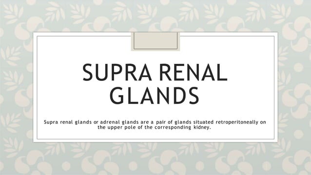suprarenal gland situated just above the renal system | PPT
