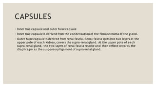 suprarenal gland situated just above the renal system | PPT