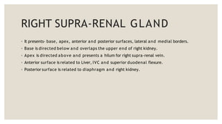 suprarenal gland situated just above the renal system | PPT