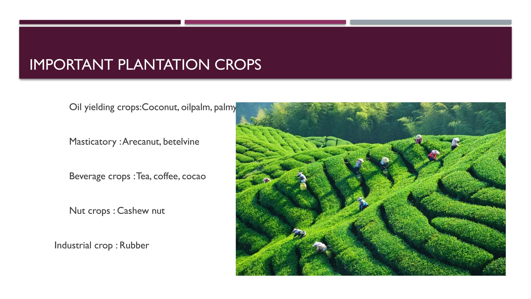 Scope and importance of fruits and plantation crops | PPTX
