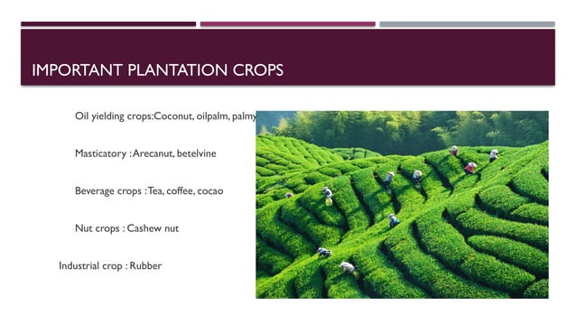Scope and importance of fruits and plantation crops | PPTX | Agriculture | Industries