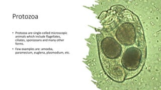Micro-Organisms: Friend Or Foe Class 8 | PPT